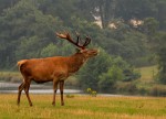 Poland: a paradise for observers of wild animals. Wildlife spotting Poland